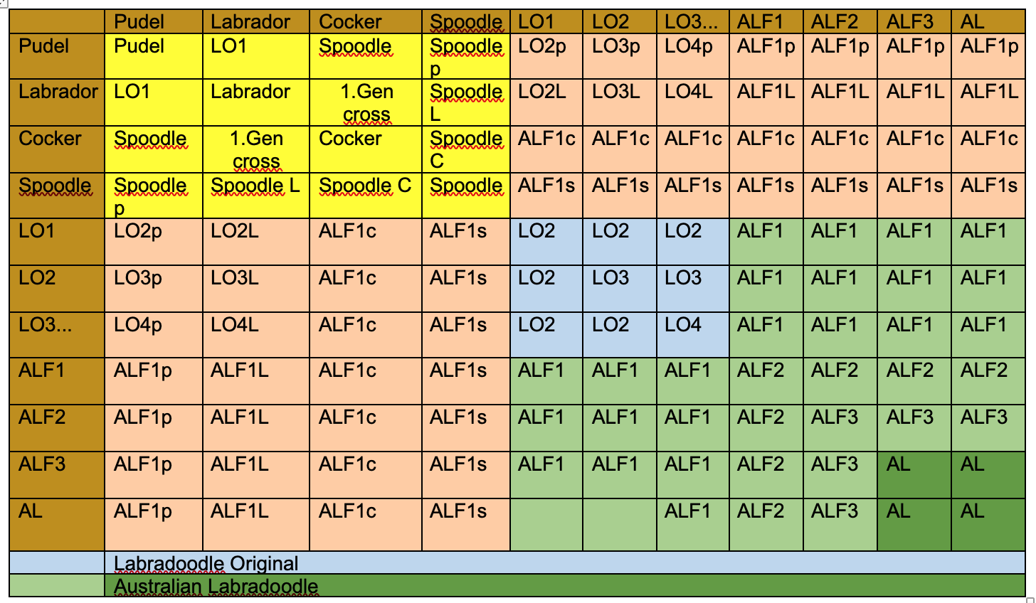 Labradoodle, Doodle Grading – Brünneli-Doodle